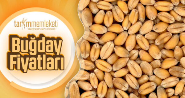 Buğday Fiyatları: Son Dakika · Güncel · (Canlı Bülten)